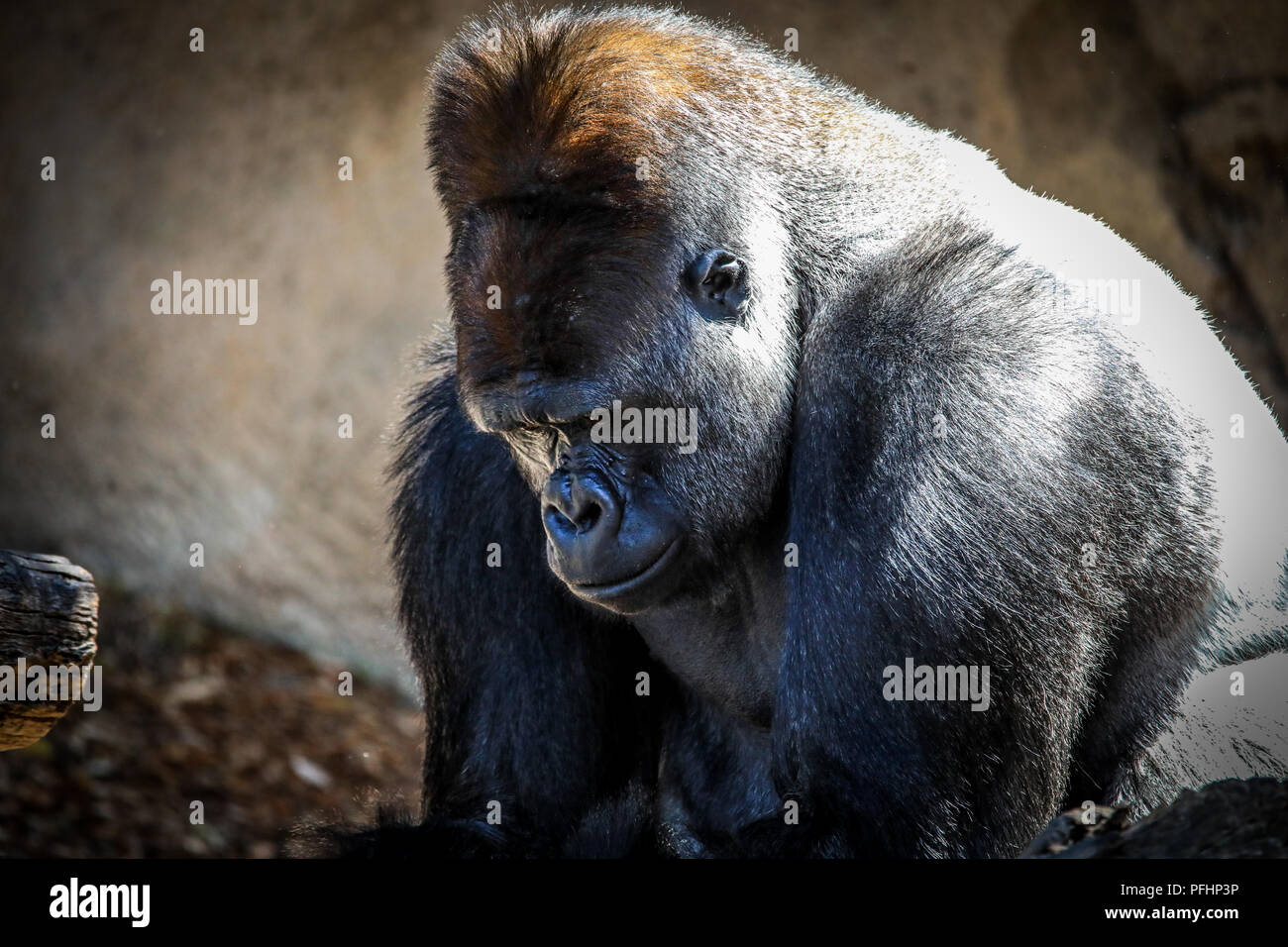 Gorilla ecosystem hi-res stock photography and images - Alamy