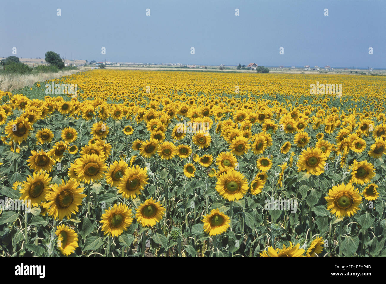 Turkey, Western Anatolia, sunflower field Stock Photo - Alamy