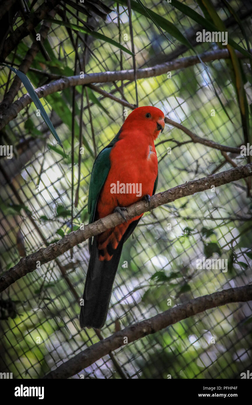Australian king parrot on hi-res stock photography and images - Alamy