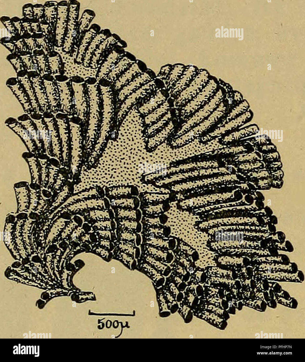 This Danish-language image provides details on the fauna of Denmark ...