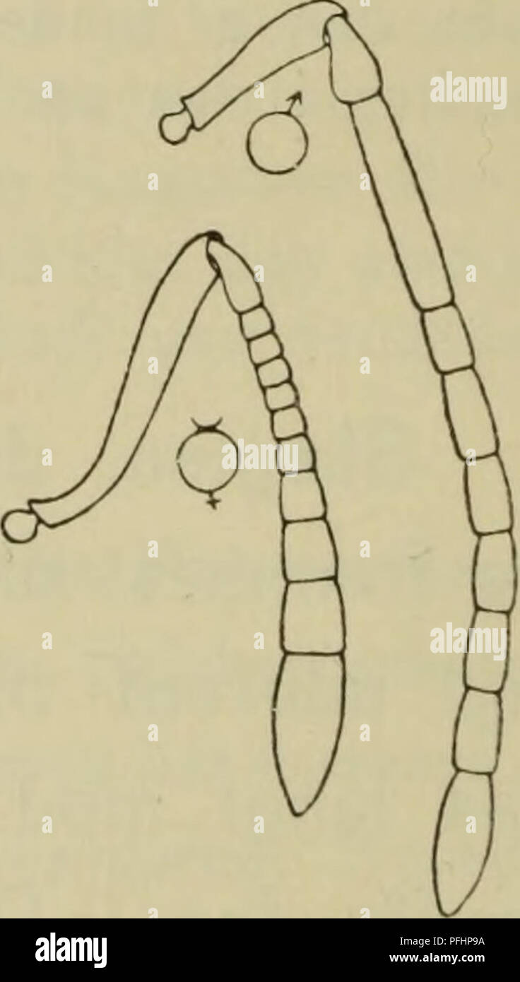 Illustration of Strongylognathus testaceus, an ant species, showing the ...