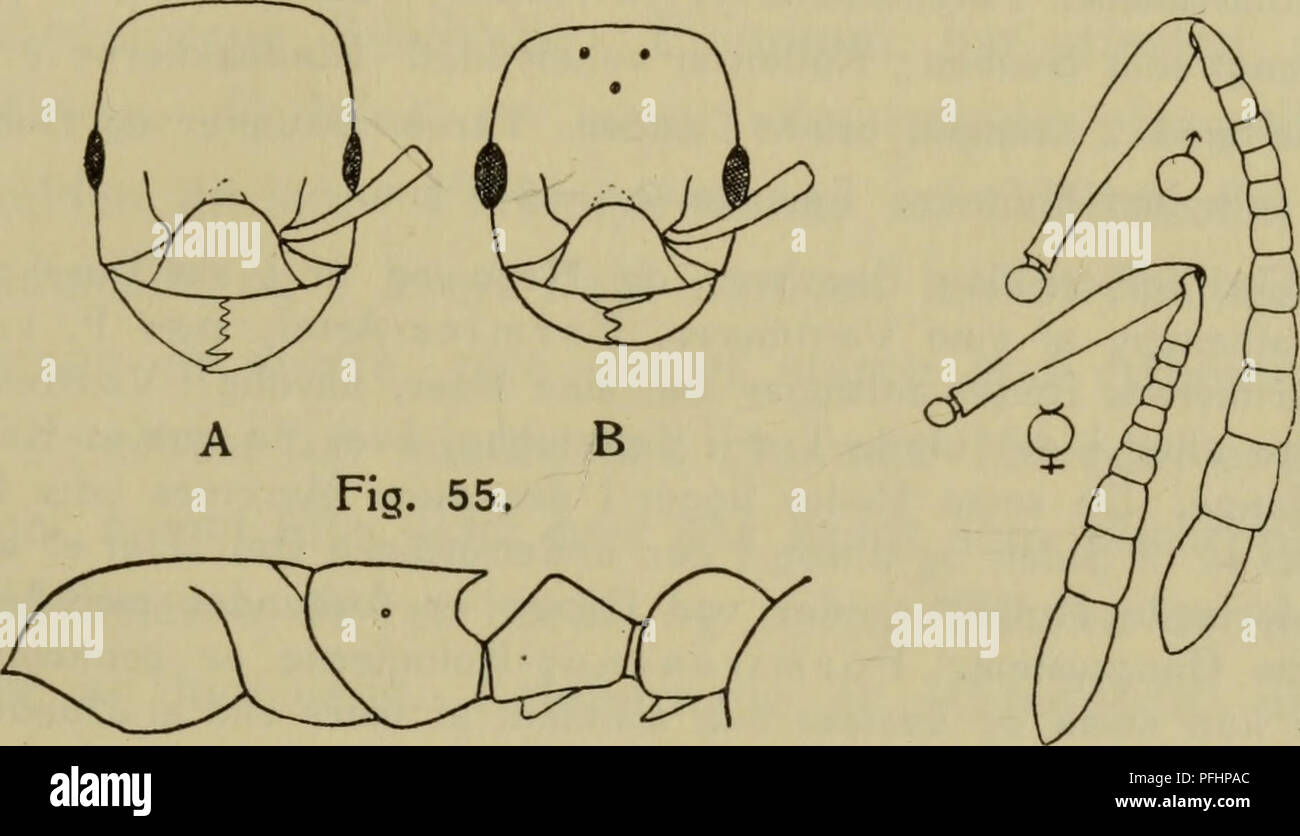 This Danish fauna guide illustrates the anatomical features of various ...