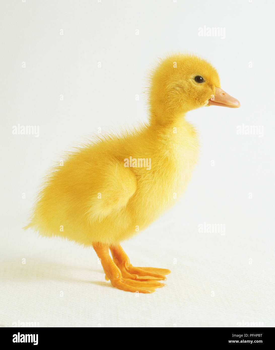 Two-day-old fluffy yellow Aylesbury duckling, standing, side view Stock ...