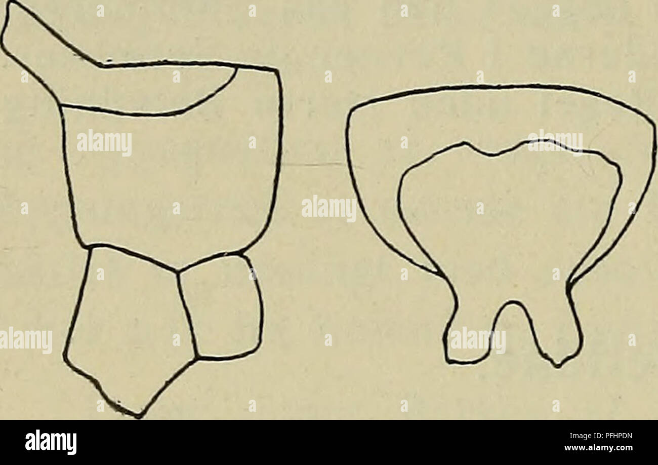 . Danmarks fauna; illustrerede haandbøger over den danske dyreverden ...