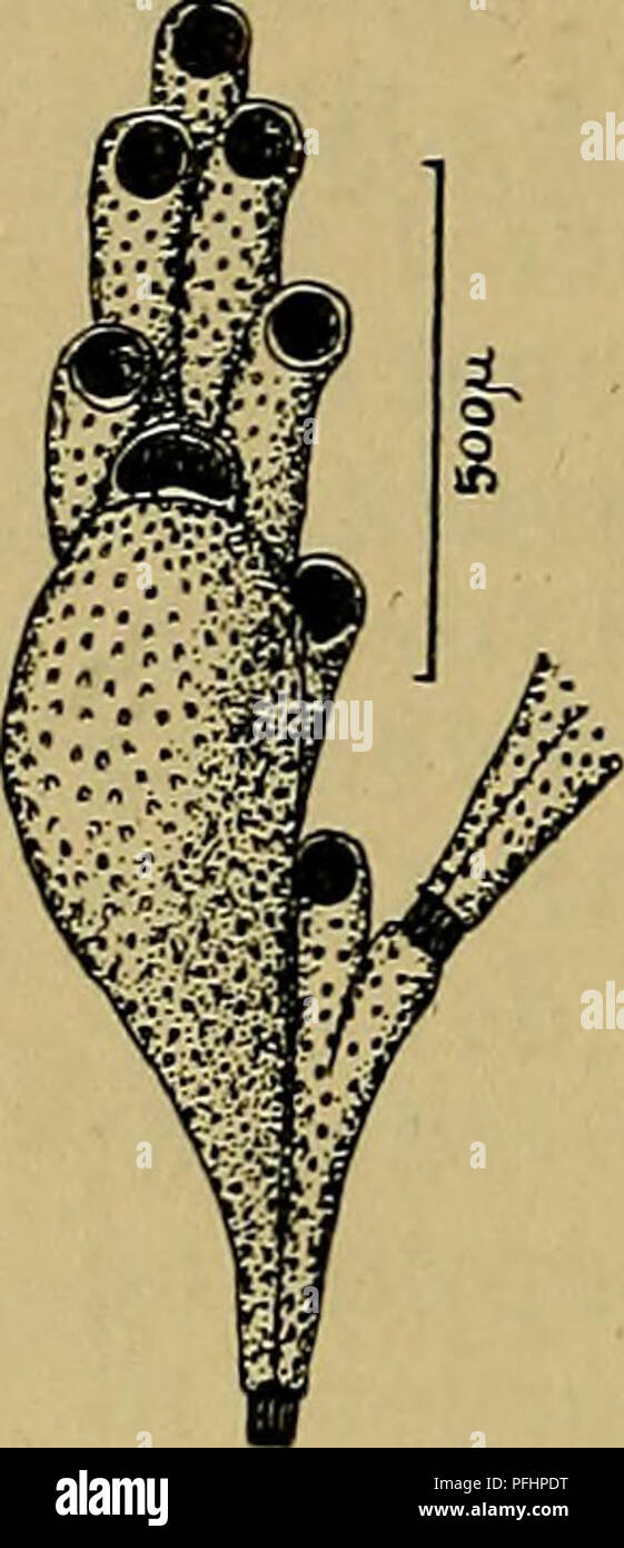 This illustrated guide to the fauna of Denmark details the species ...