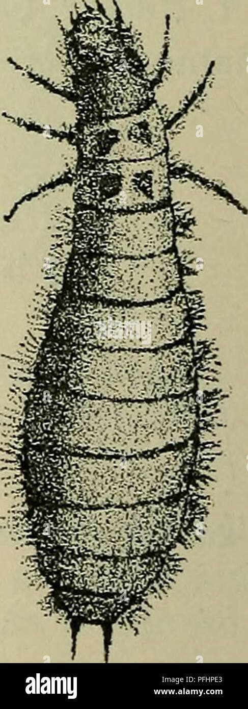 This illustration from Denmark's fauna guide depicts the species ...
