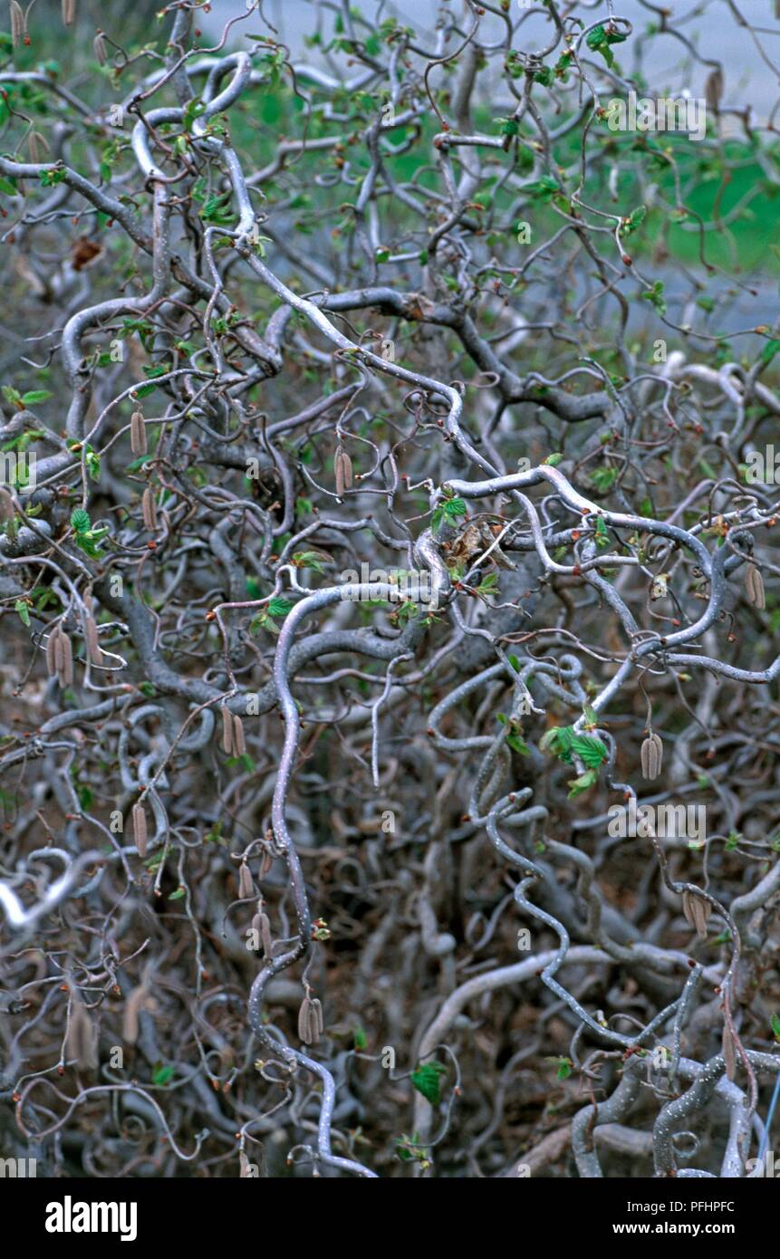 Corylus avellana 'Contorta' (Corkscrew hazel), tangled branches of tree ...