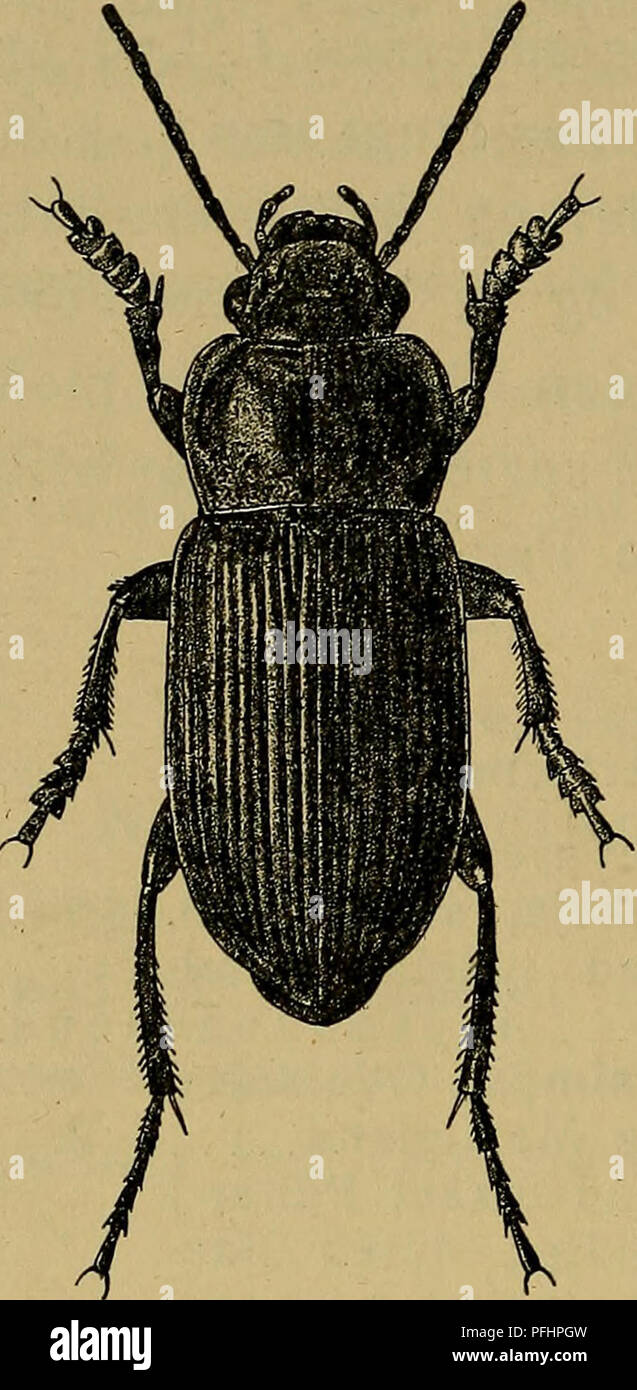 This illustrated guide to Denmark's fauna provides detailed ...
