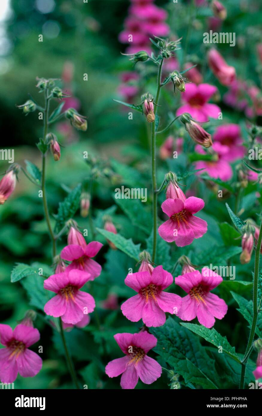 Rehmannia elata (Chinese Foxglove) with dark pink flowers, buds and ...