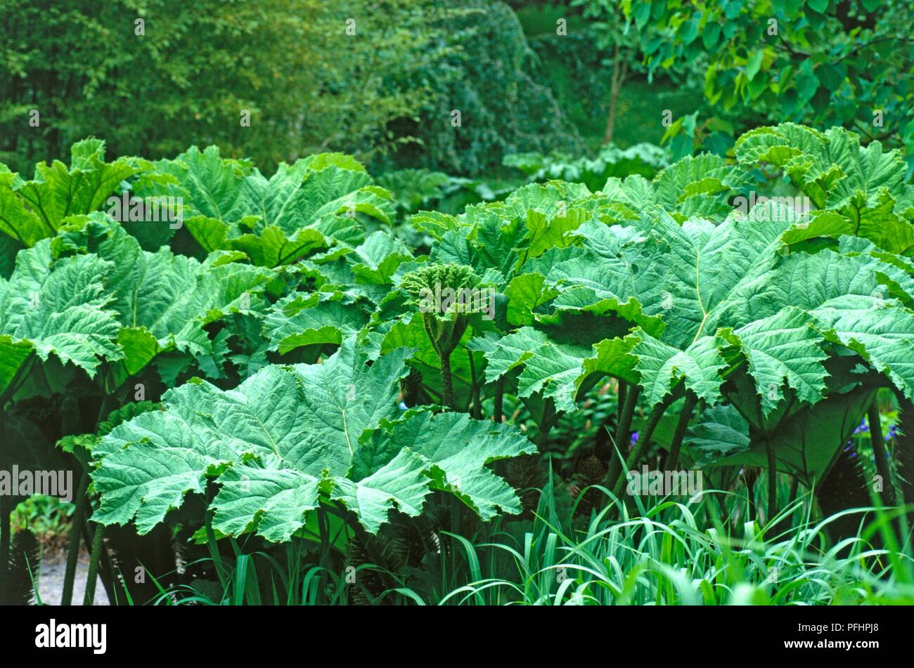 Gunnera manicata (Giant rhubarb), pond-side plant with giant green ...