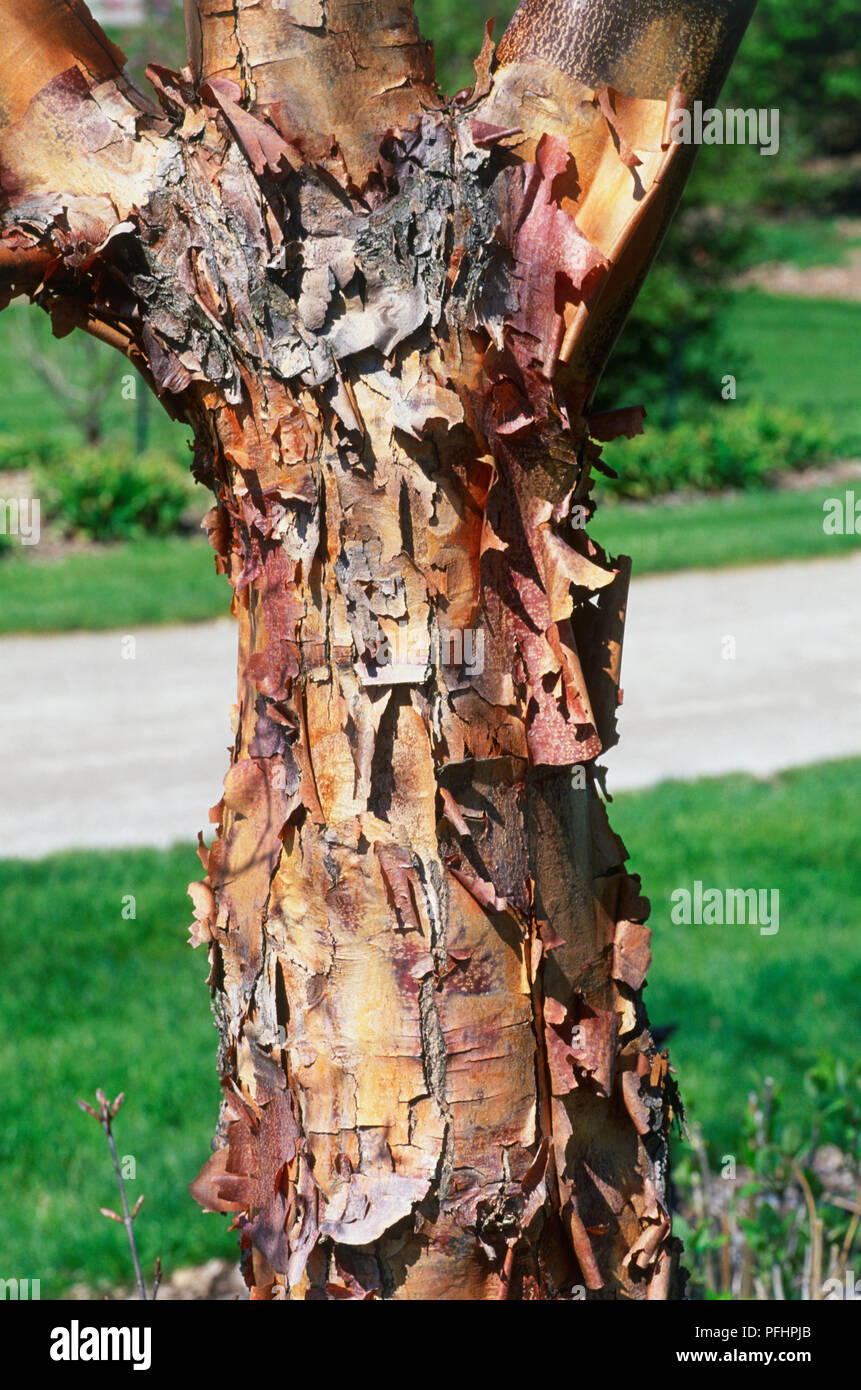 Peeling bark of Acer griseum (Paperbark maple), close-up Stock Photo ...