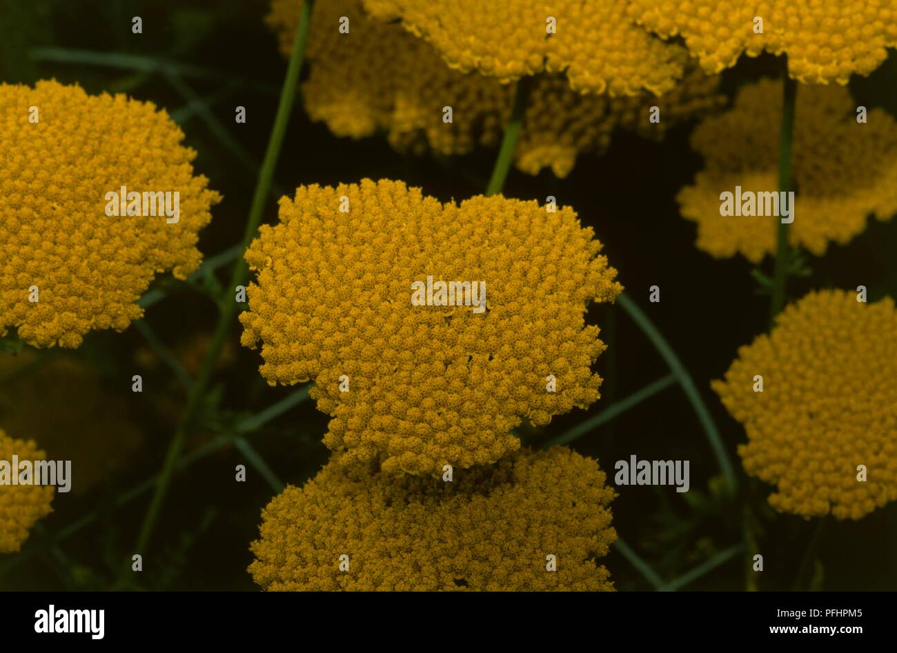 Achillea 'Coronation Gold' (Yarrow), yellow flower heads in corymbs ...