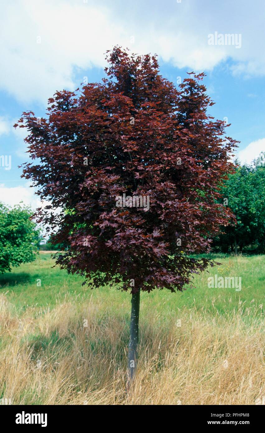 Acer platanoides 'Crimson Column' (Norway maple), maple tree with ...