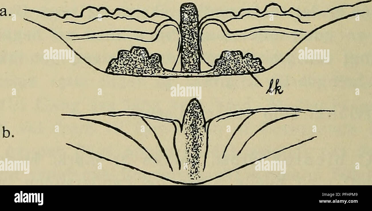 An entry in this illustrated fauna guide of Denmark describes the ...