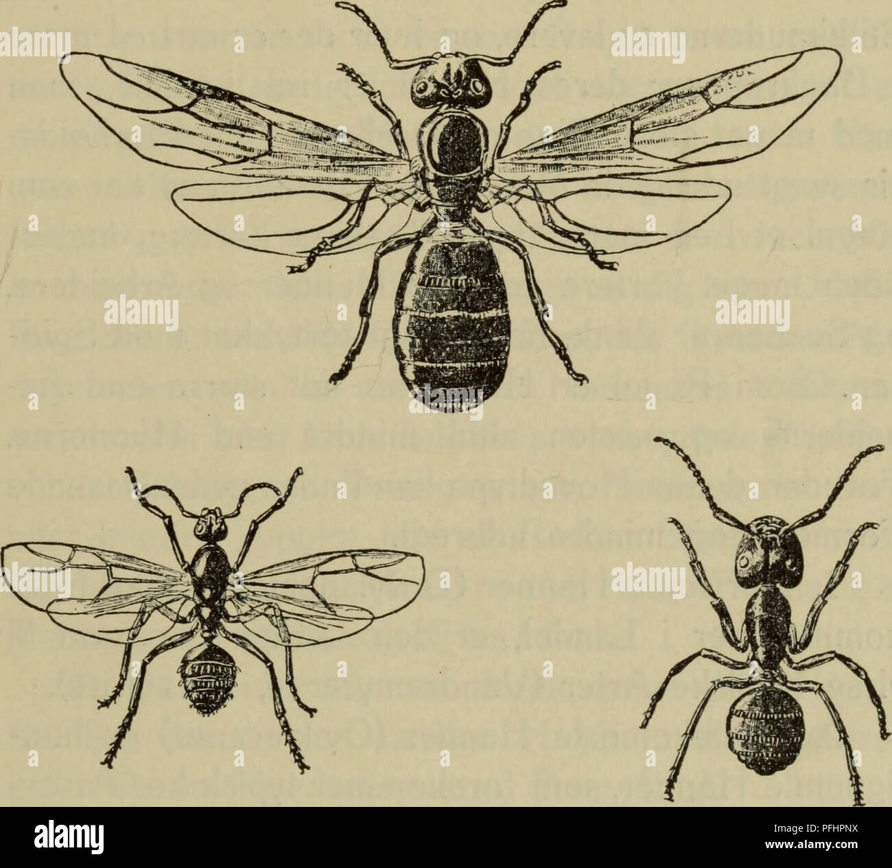 This volume from Denmark's illustrated fauna series presents detailed ...