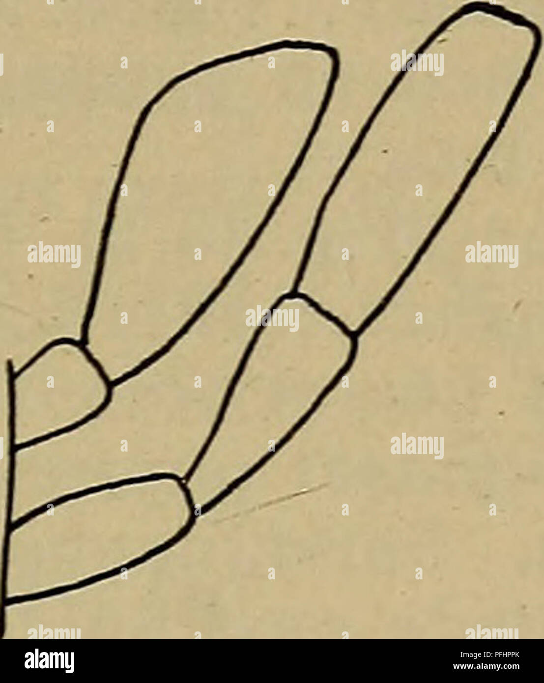 Illustration from 'Danmarks fauna' showing the morphology of ...