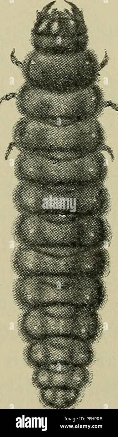 This illustrated guide to Denmark's fauna provides detailed ...