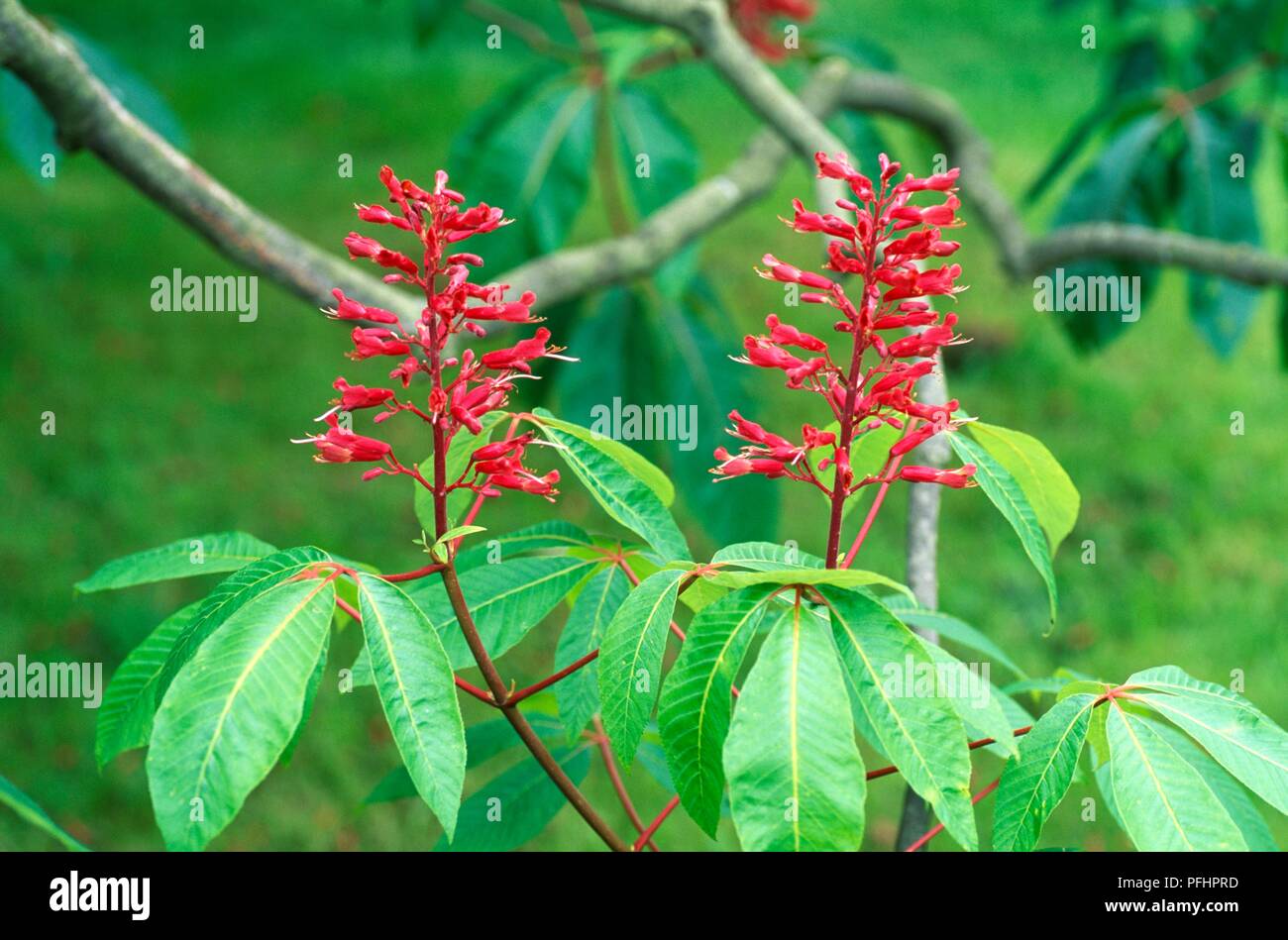 Aesculus pavia (Red buckeye) bearing red flowers Stock Photo - Alamy