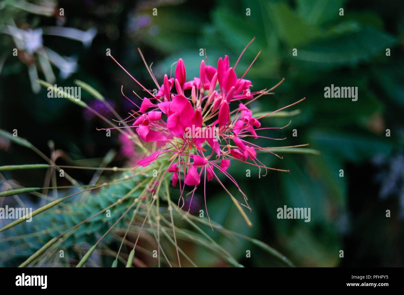 Terminal raceme hi-res stock photography and images - Alamy