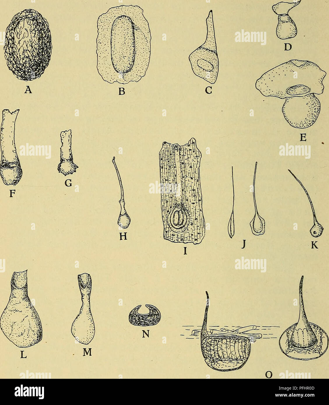 This illustrated guide provides detailed information about the fauna of ...