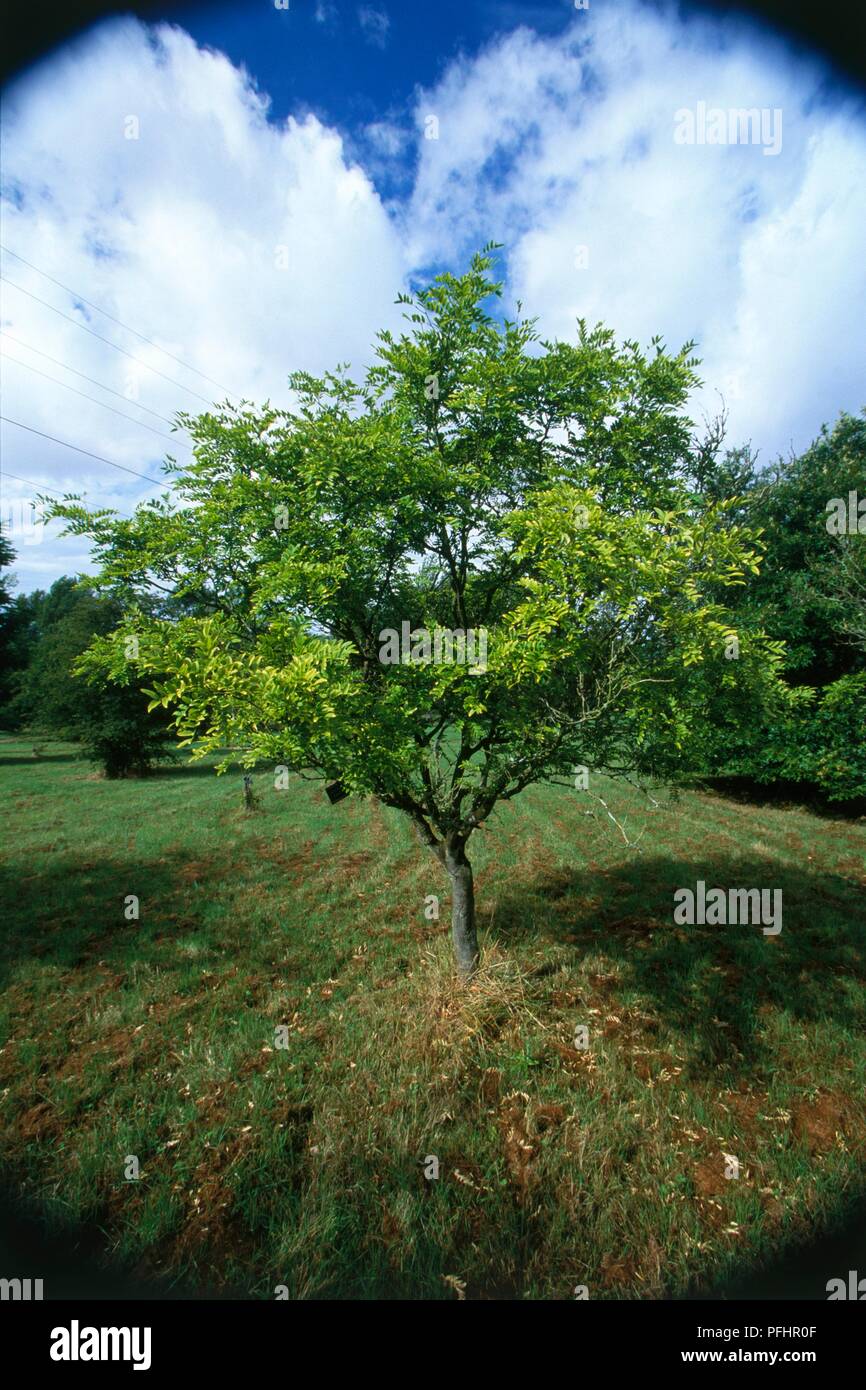 Gleditsia caspia (Caspian locust), tree on lawn, close-up Stock Photo ...