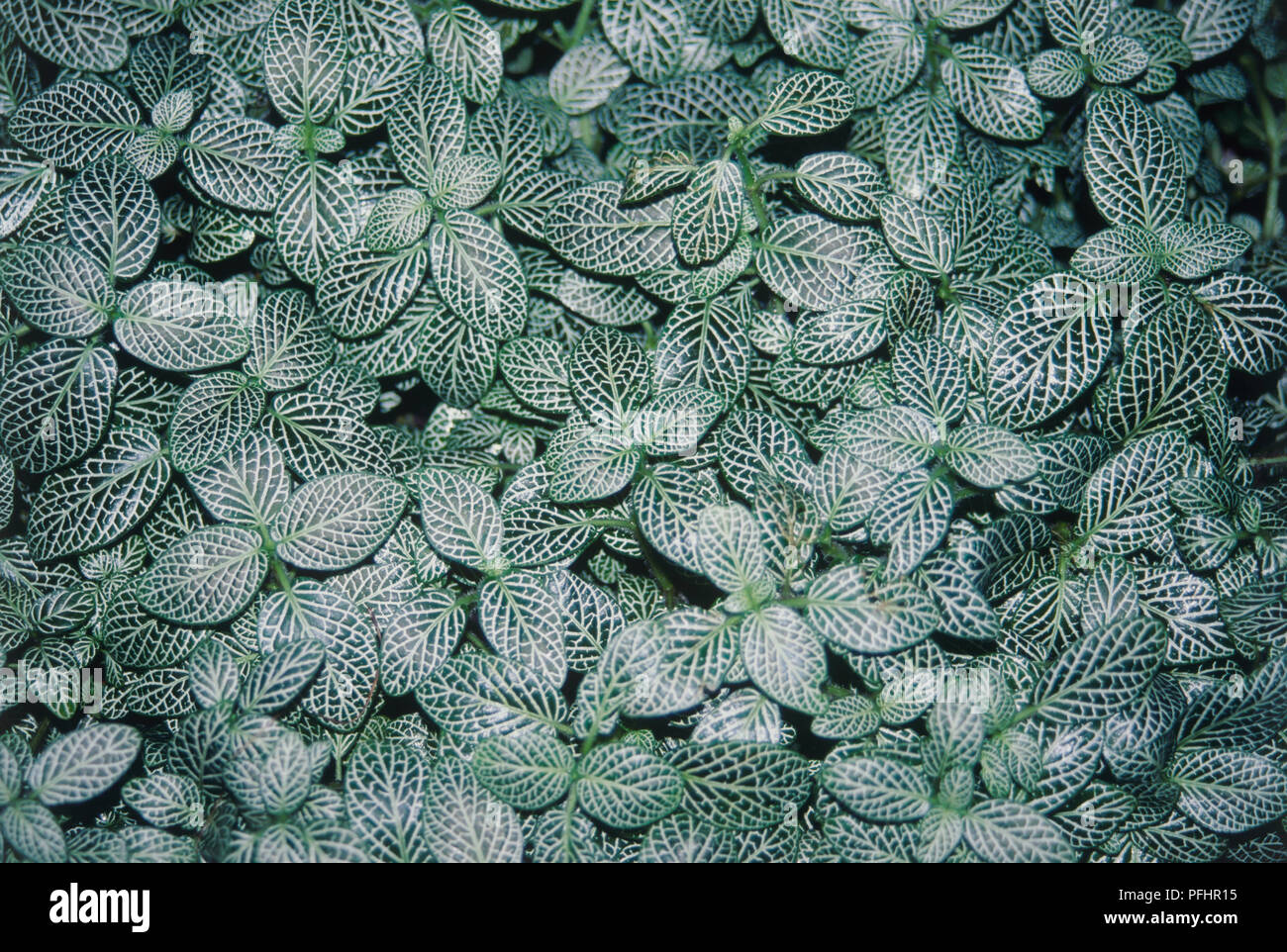 Fittonia verschaffeltii 'Argyroneura' (Mosaic plant), green and silver ...