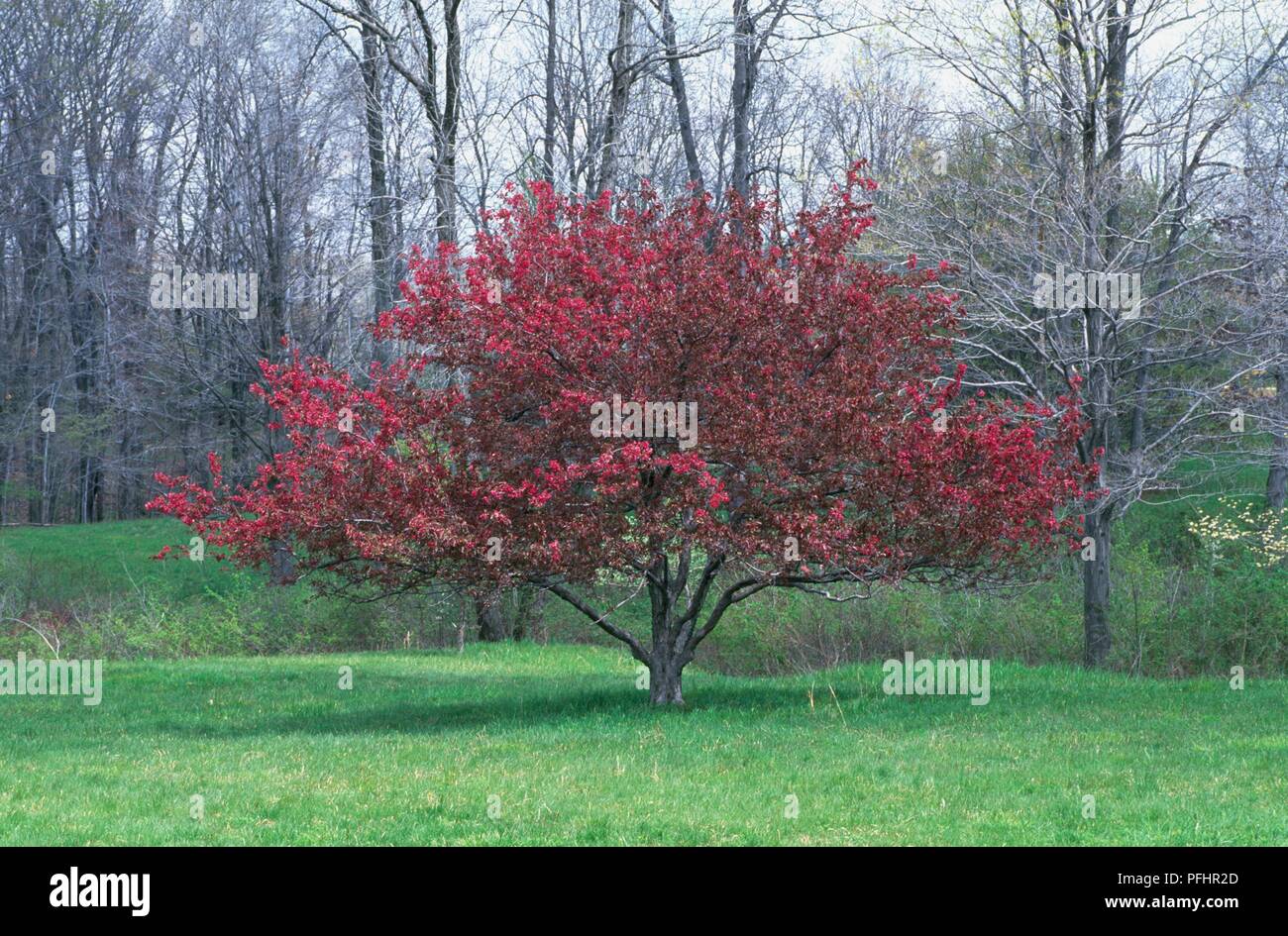 Malus 'Radiant' (Crab apple tree) showing red foliage Stock Photo - Alamy