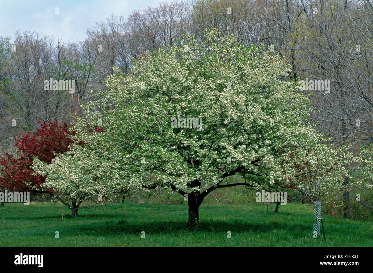 Malus 'Snowdrift', crab apple tree in bloom Stock Photo - Alamy