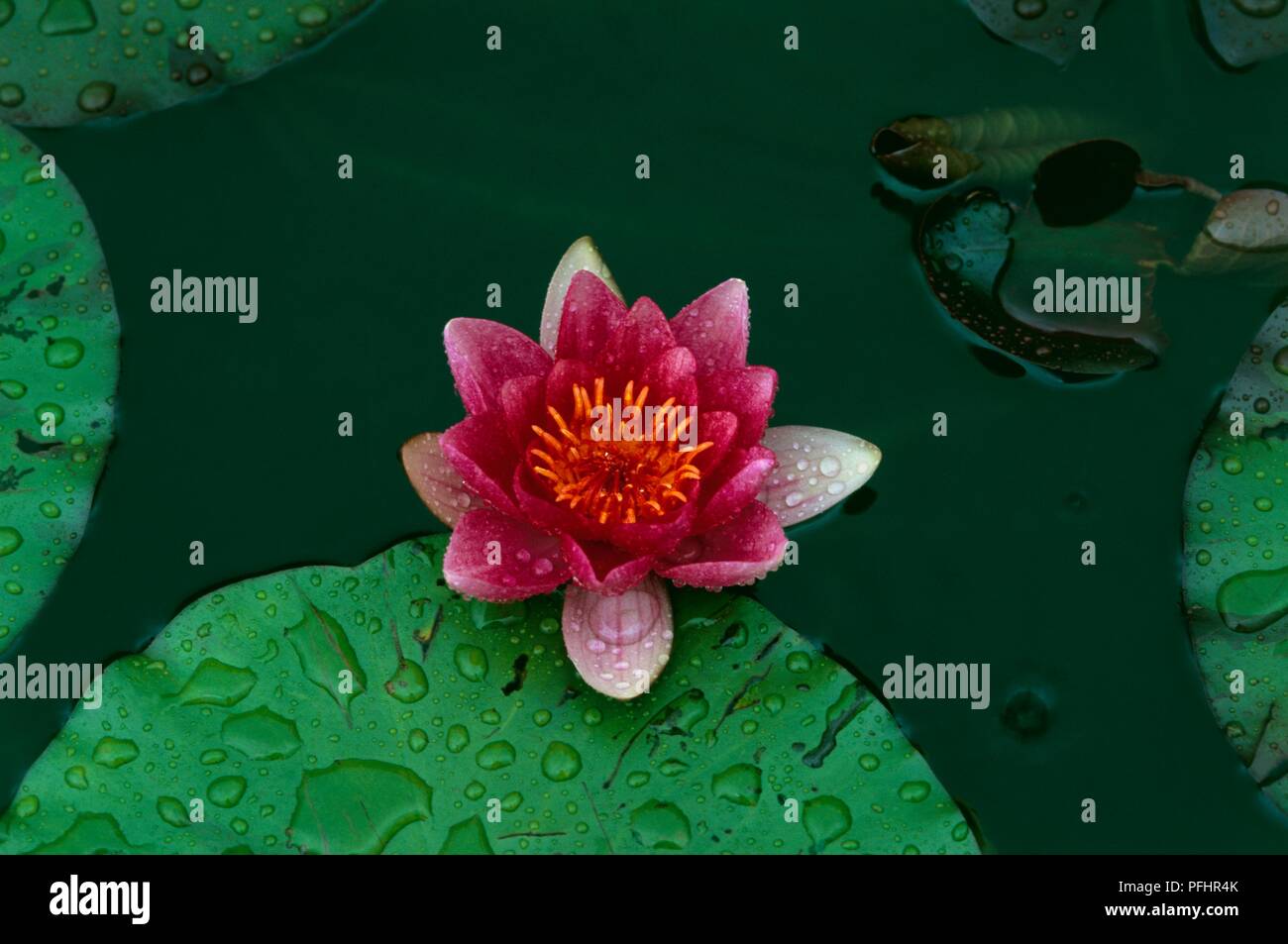 Nymphaea 'Laydekeri Rosea Prolifera' (Water lily), pink flower and ...
