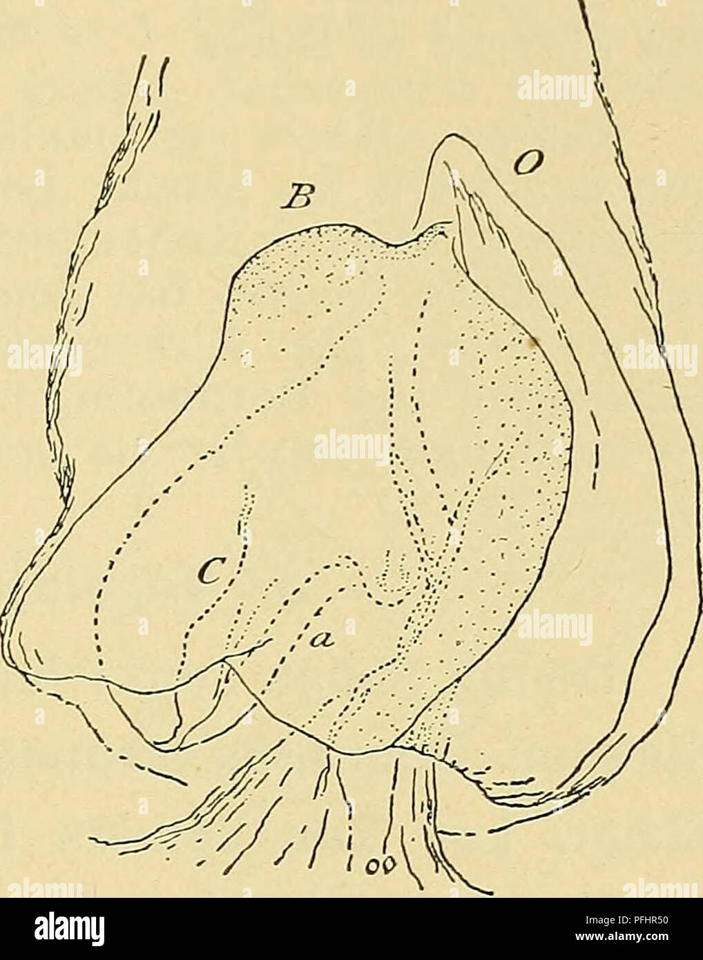 This illustration from *Danmarks Fauna* depicts various morphological ...