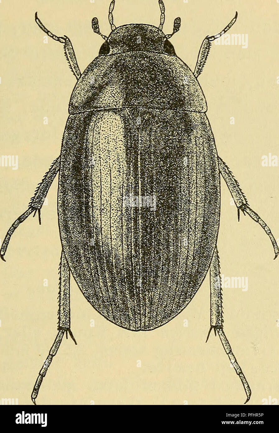 This entry in 'Danmarks fauna' describes the species Hydrobius fuscus ...