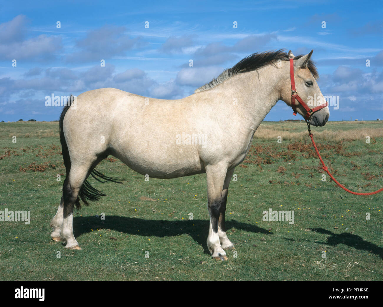 Lundy pony hi-res stock photography and images - Alamy