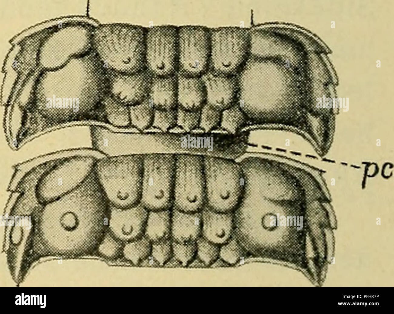 This illustration from *Danmarks Fauna* depicts the species *Polydesmus ...