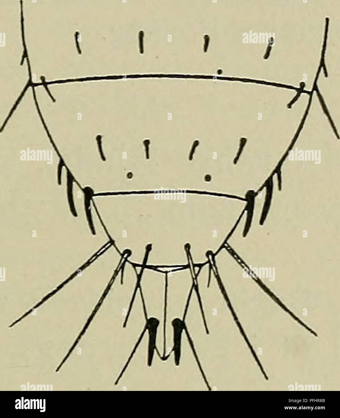 This image shows the detailed structure of insect antennae from various ...