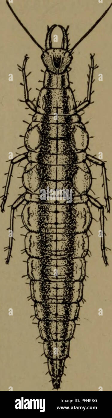 . Danmarks fauna; illustrerede haandbøger over den danske dyreverden ...