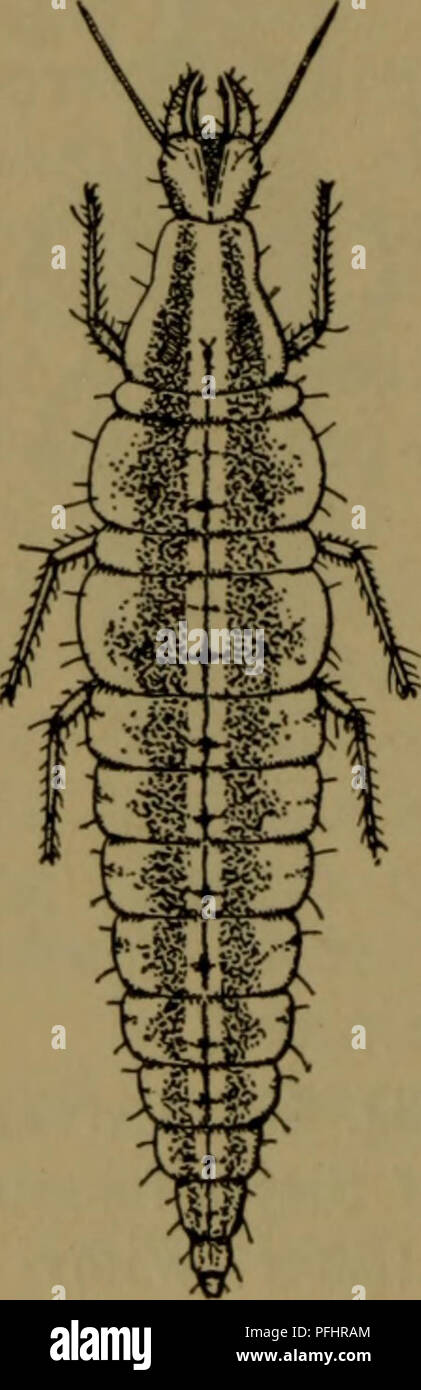 This illustration from 'Danmarks fauna' shows detailed anatomical ...
