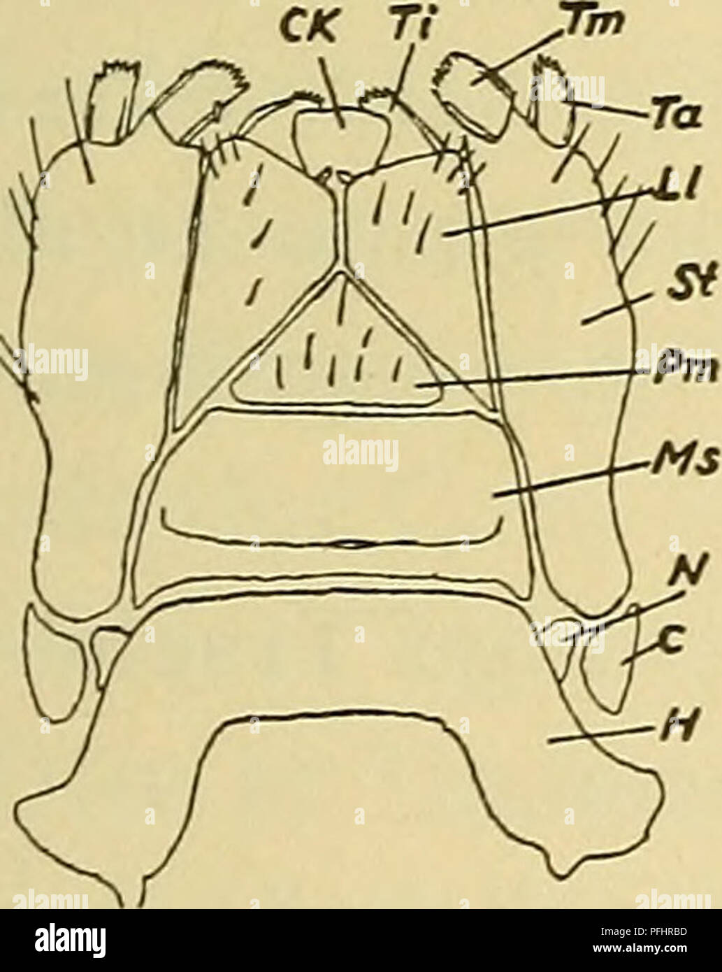 This illustrated handbook describes the fauna of Denmark, focusing on ...
