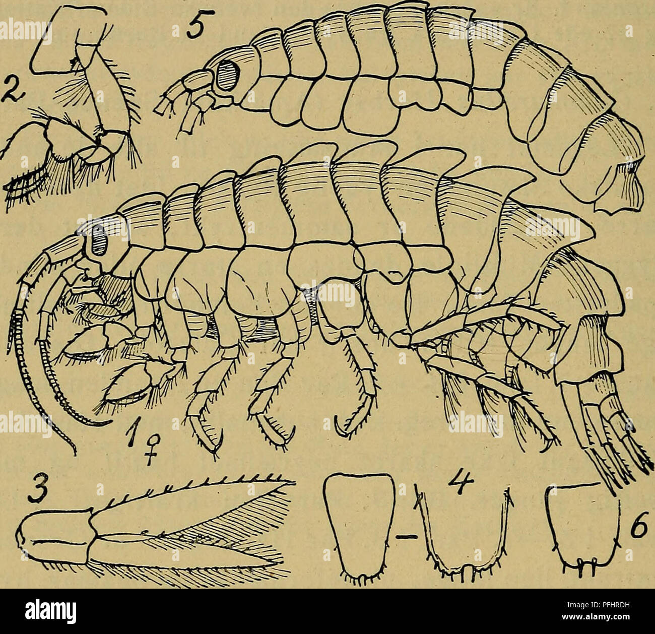This illustrated fauna guide from Denmark covers the species Gammarus ...
