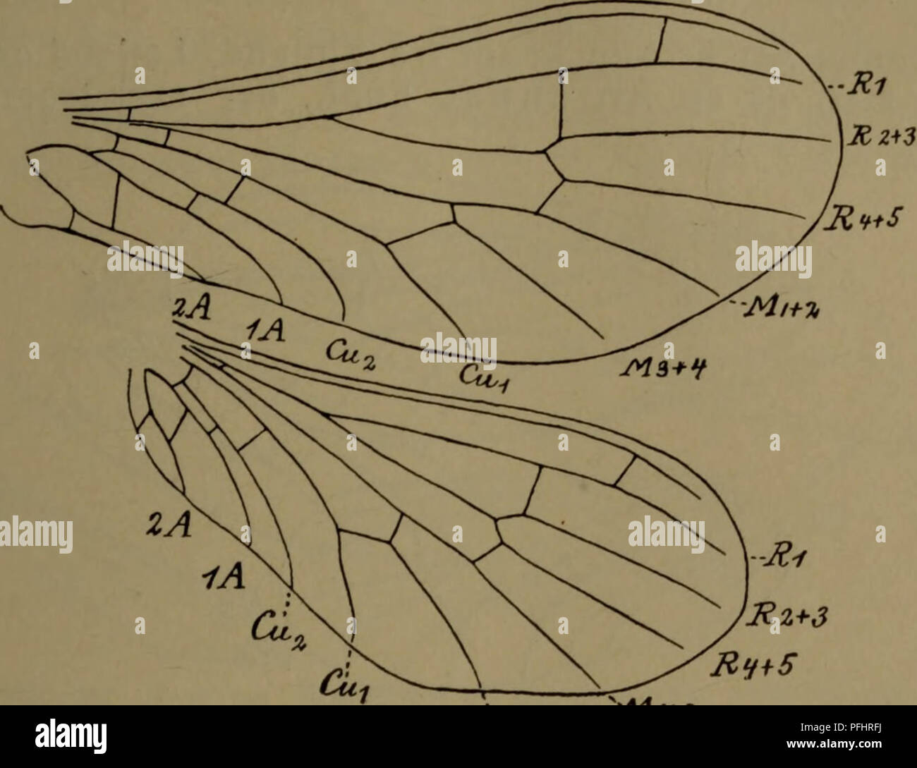 This Danish guide to the fauna of Denmark highlights key species ...