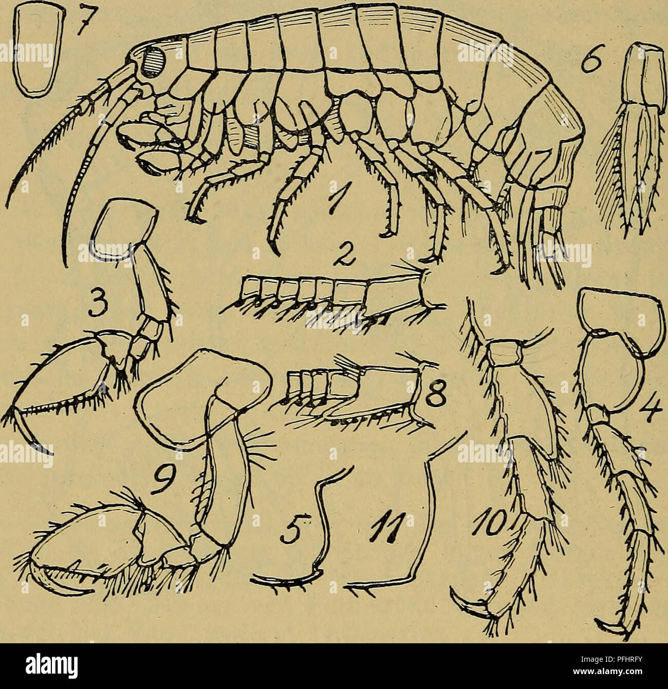 This guide to Danish fauna provides detailed illustrations and ...