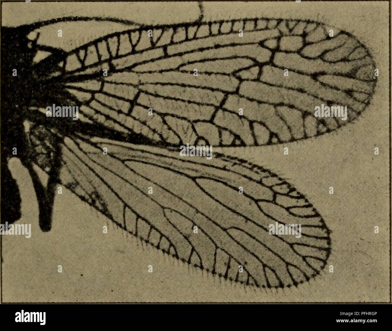 This illustrated guide details the fauna of Denmark, specifically ...