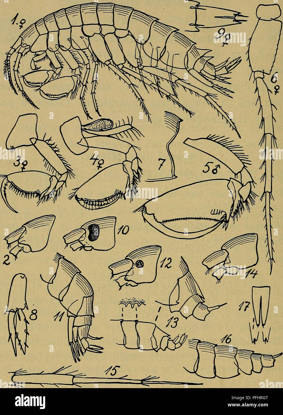 This image is from Denmark's fauna reference, illustrating various ...