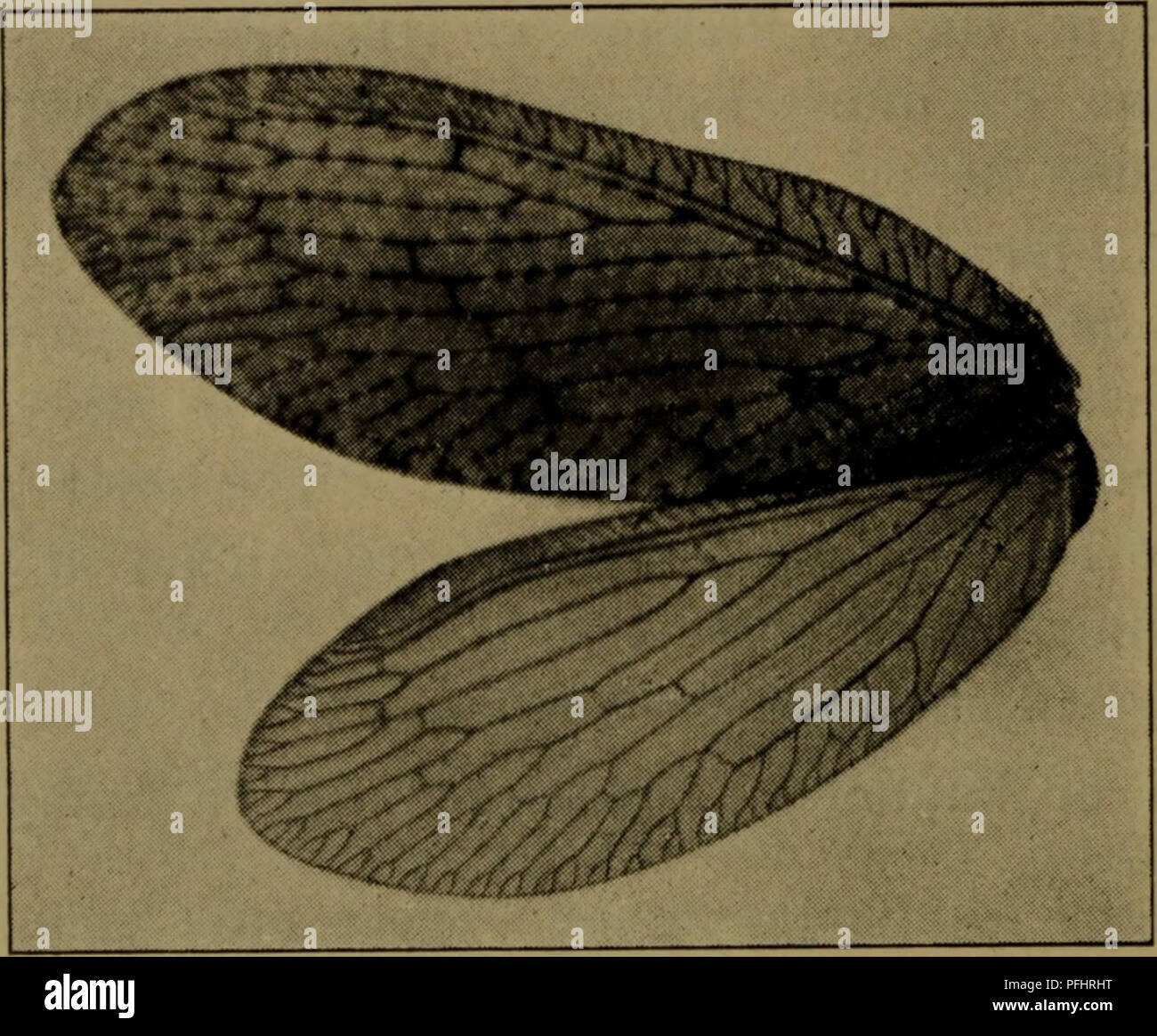 This illustrated handbook of Danish fauna covers a range of animal ...