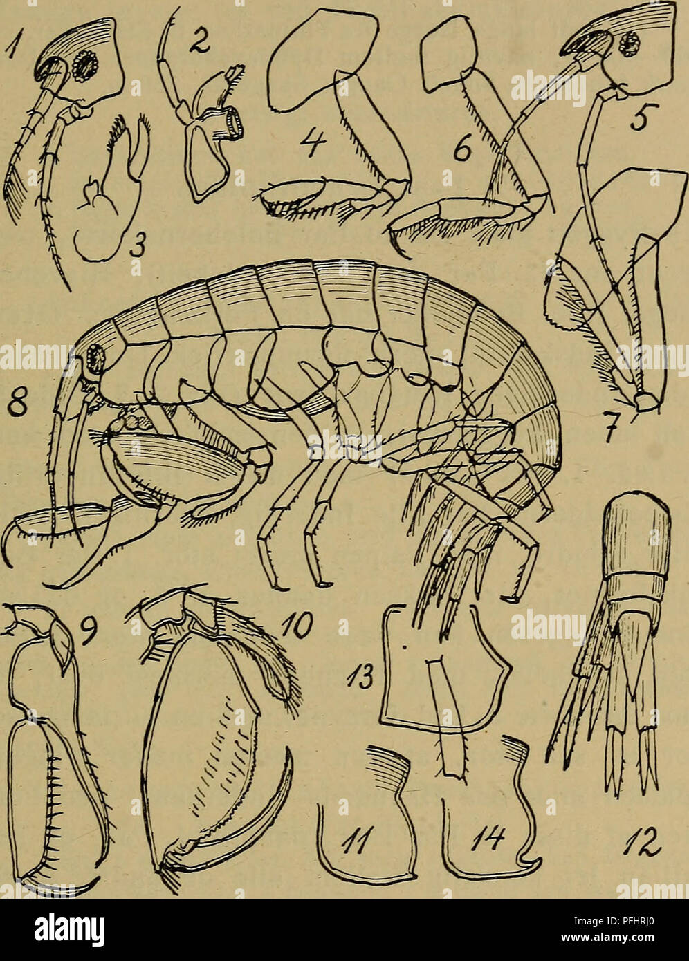 This illustration from Denmark's fauna guide depicts various arthropod ...