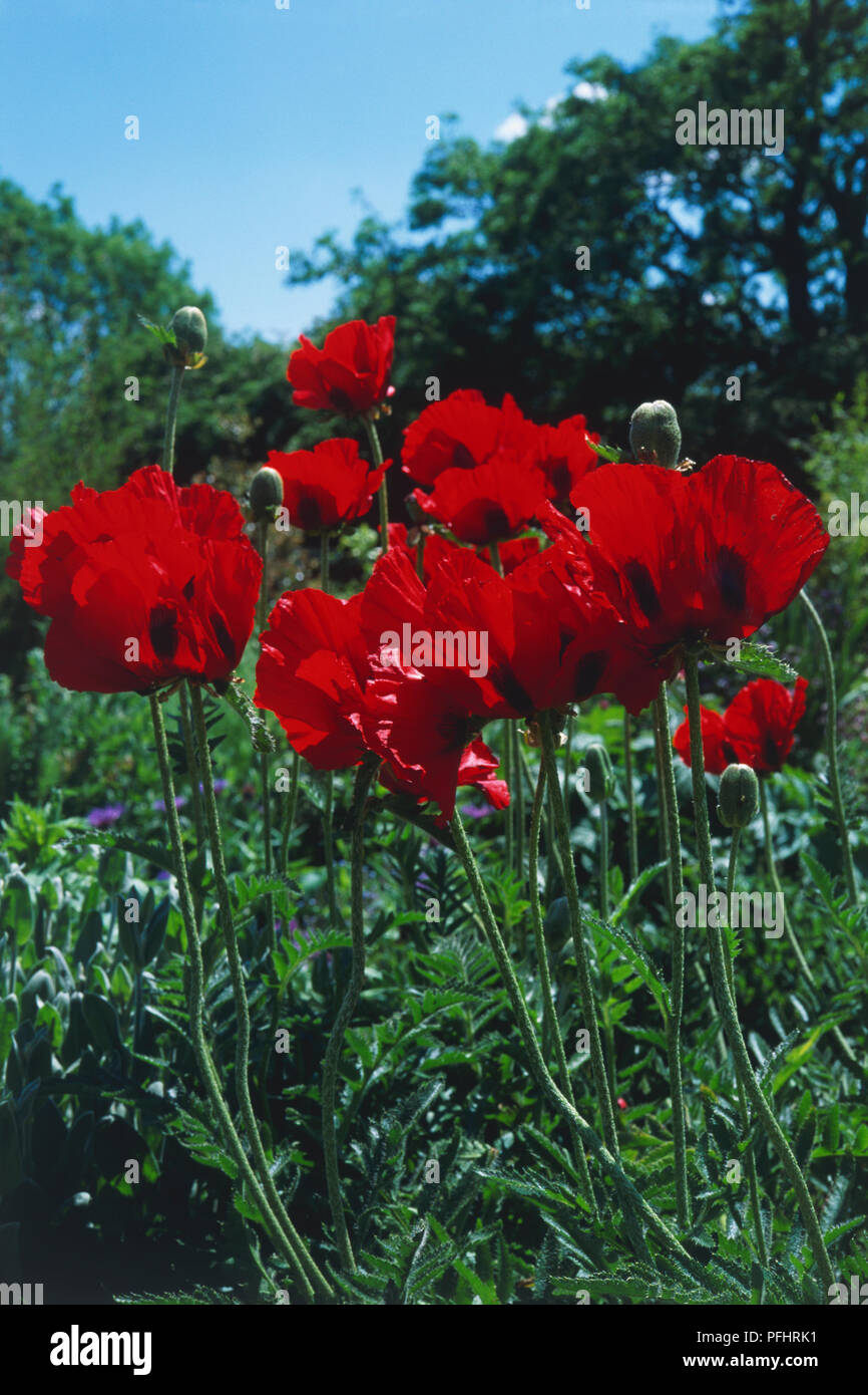 Papaver oriental beauty of livermere hi-res stock photography and ...