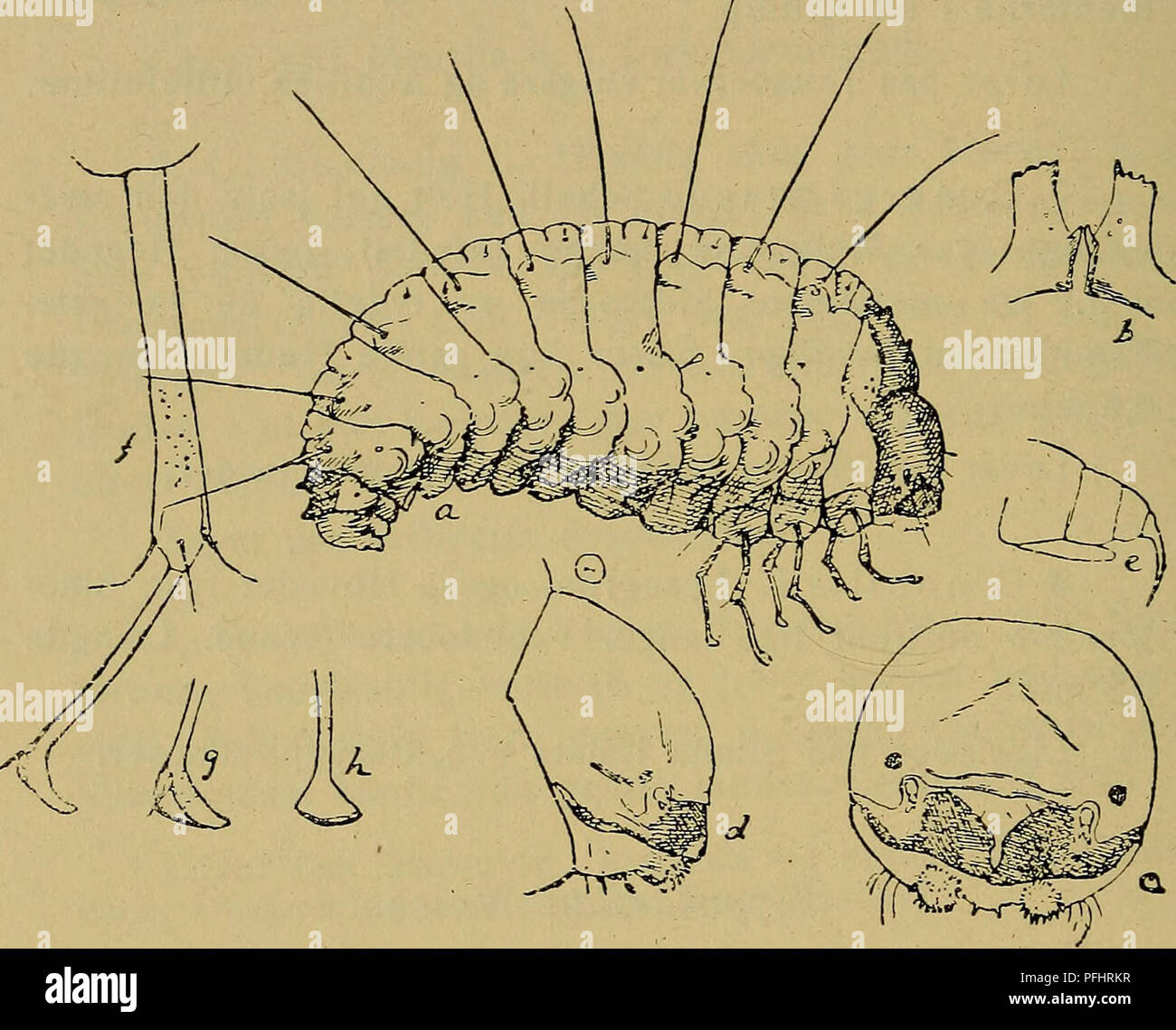 This illustrated guide covers the fauna of Denmark, focusing on the ...