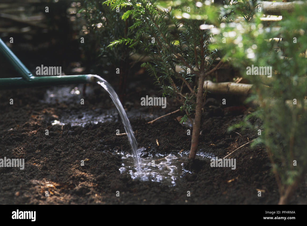 Young plant being watered using a watering can, close up Stock Photo ...
