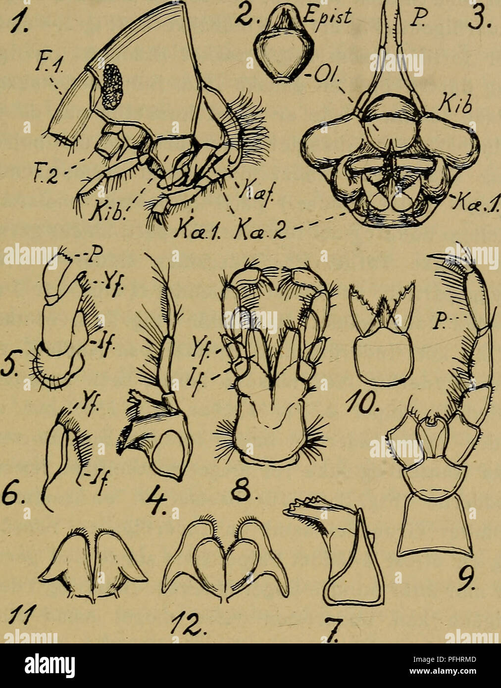 Labeled diagram highlights different species hi-res stock photography ...