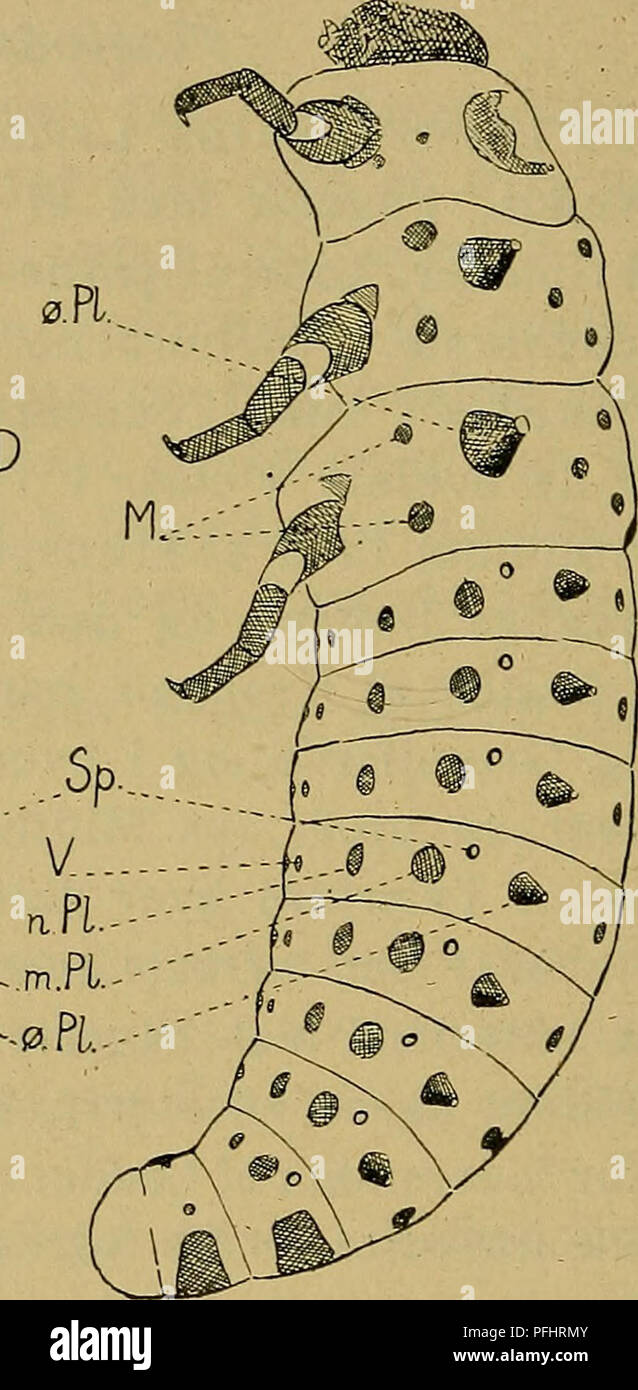 This detailed illustration of Denmark's fauna features Melasoma populi ...