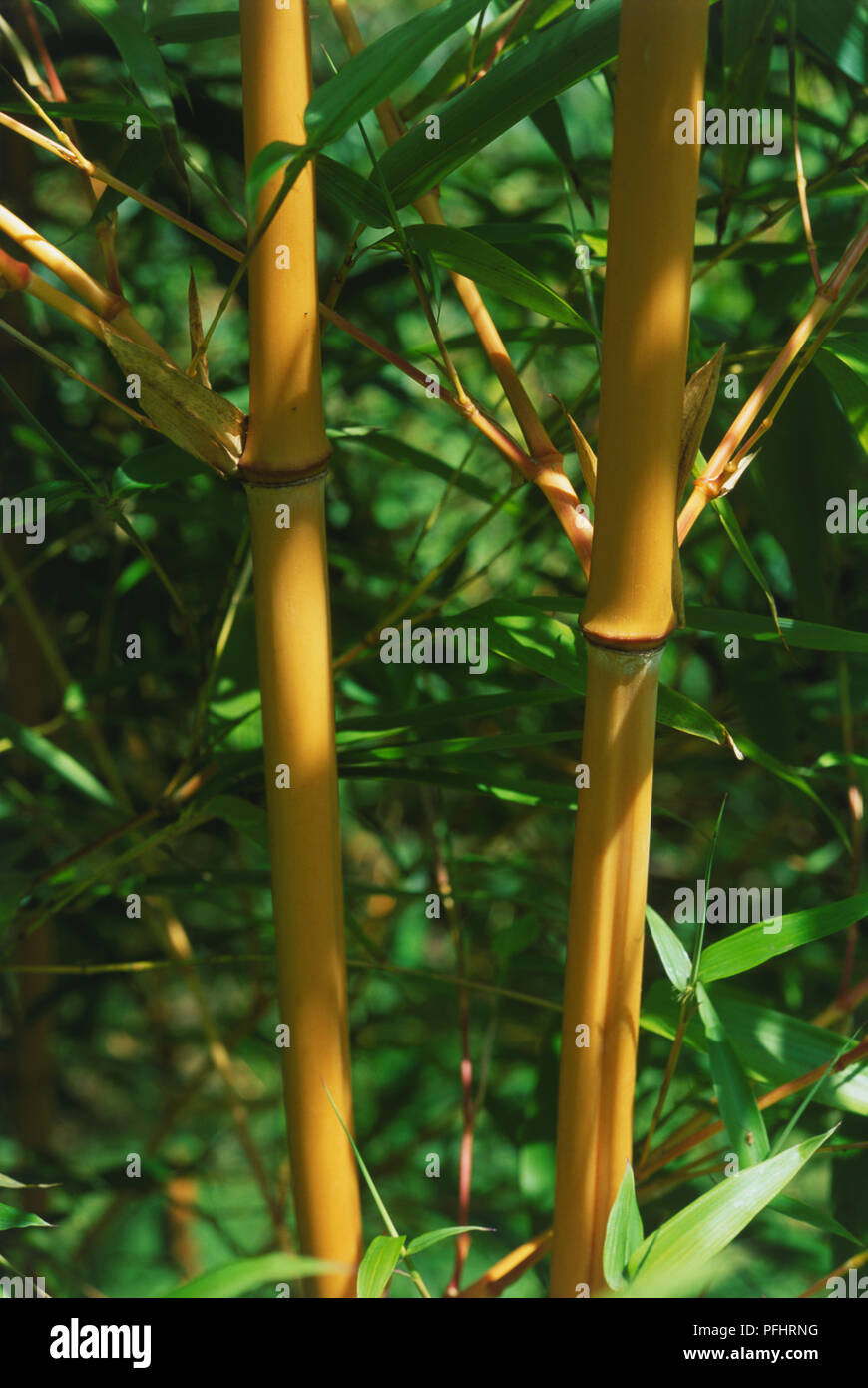 Phyllostachys vivax aureocaulis hi-res stock photography and images - Alamy